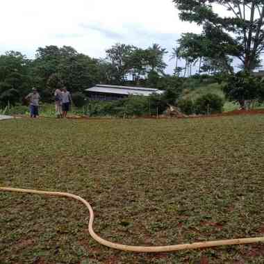 Jual Rumput Gajah Mini Original Murah - Harga Diskon Juli 2024 | Blibli.com