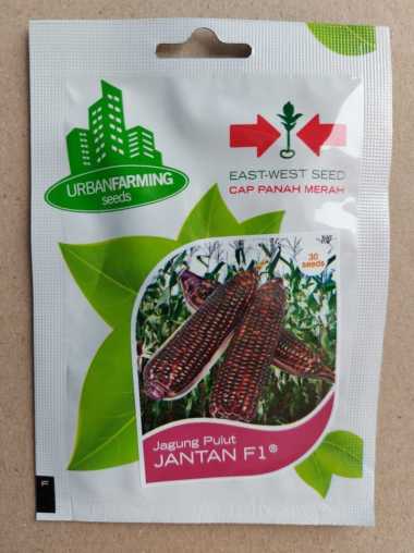 Jual Benih Panah Merah Jagung 💯 Harga Murah & Kualitas Terbaik Juni 2026