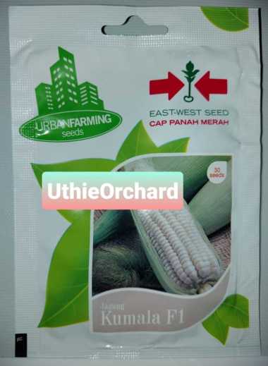 Jual Benih Panah Merah Jagung 💯 Harga Murah & Kualitas Terbaik Juni 2026