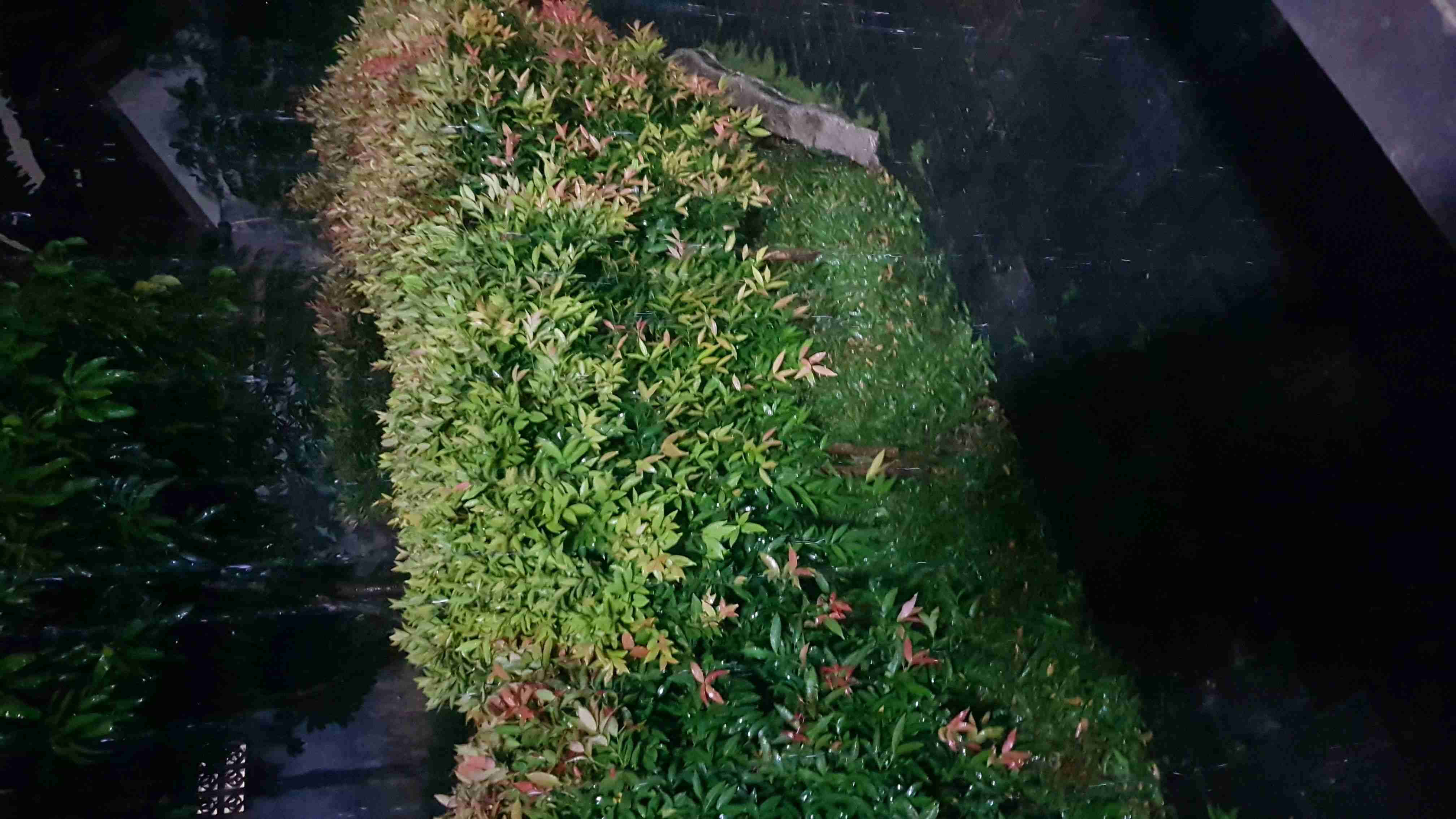 Promo Lapi Cefila 200 Obat Kesehatan [1 Strip/ 10 Capsules] Diskon 8% ...