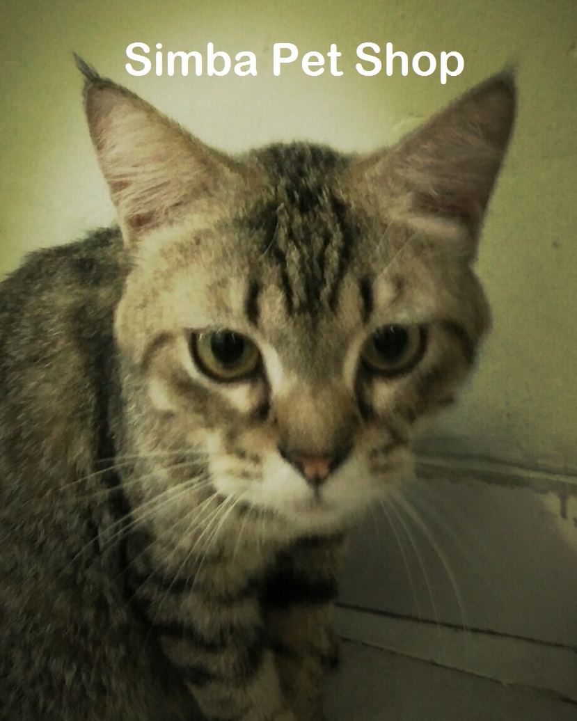 Simba Pet Shop Official Store - 100% Original & Garansi Resmi