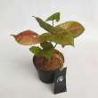Jual Syngonium 'Maria Allusion' / Nephthytis - Tanaman hias singonium ...