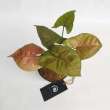 Jual Syngonium 'Maria Allusion' / Nephthytis - Tanaman hias singonium ...
