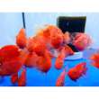 Jual jenis ikan parot perot size 5-7 cm di Seller toha flowerhorn ...