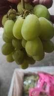Promo HasilSumberalaM Anggur Hijau tanpa biji Green Seedless Grapes ...