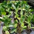 Jual Anggrek besi Papua / dendrobium violaceflaven. Original seedling ...