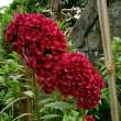 Jual Bibit/benih (biji) Bunga jeger ayam warna merah/celosia cristata ...