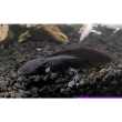 Jual Axolotl Melanistic Melanoid Full Black Dogfish Salamander Walking ...