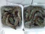 Promo udang pancet atau tiger prawn ak 25-30(500gram/pack) Diskon 23% ...