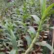 Promo anggrek dendrobium superbien spesies azima remaja 1 pot Diskon 33 ...